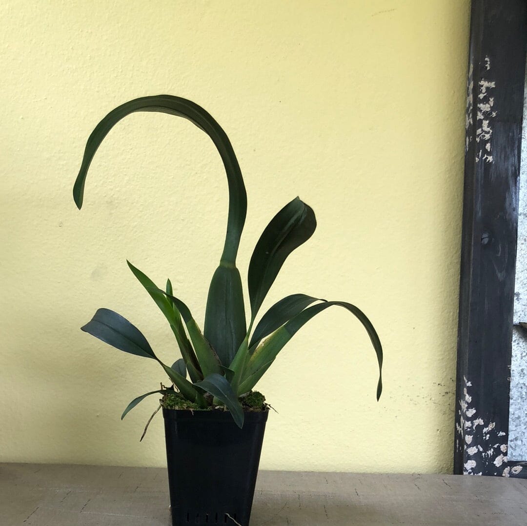 Oncidium Alliance - Banfieldara Gilded Tower 'Mystic Maze' – La Foresta ...