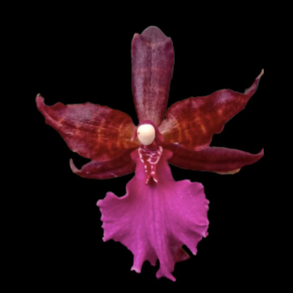 Oncidium Alliance - Colmanara Massai 'Pink’ – La Foresta Orchids