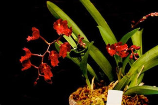 Oncidium Alliance - Howeara Lava Burst Pacific Sunrise – La Foresta Orchids