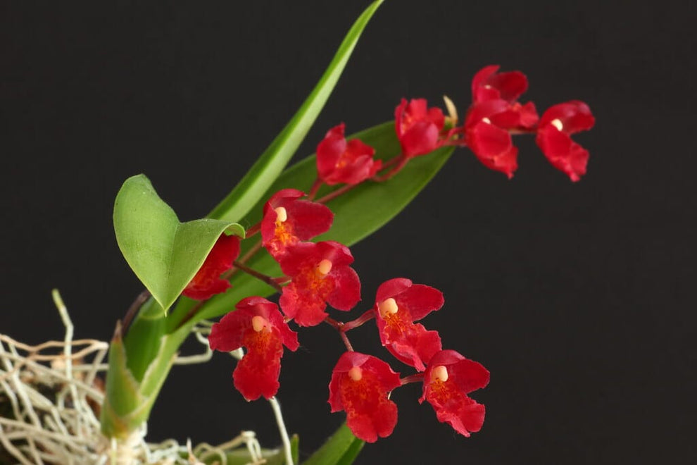 Oncidium Alliance - Howeara Lava Burst 'Puanani' AM/AOS – La Foresta ...