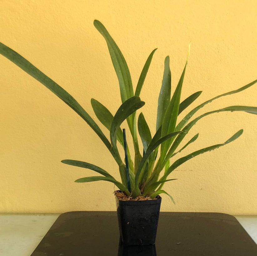 Oncidium Alliance - Odontocidium Golden Mirth 'Filini's Gold Dust' – La ...