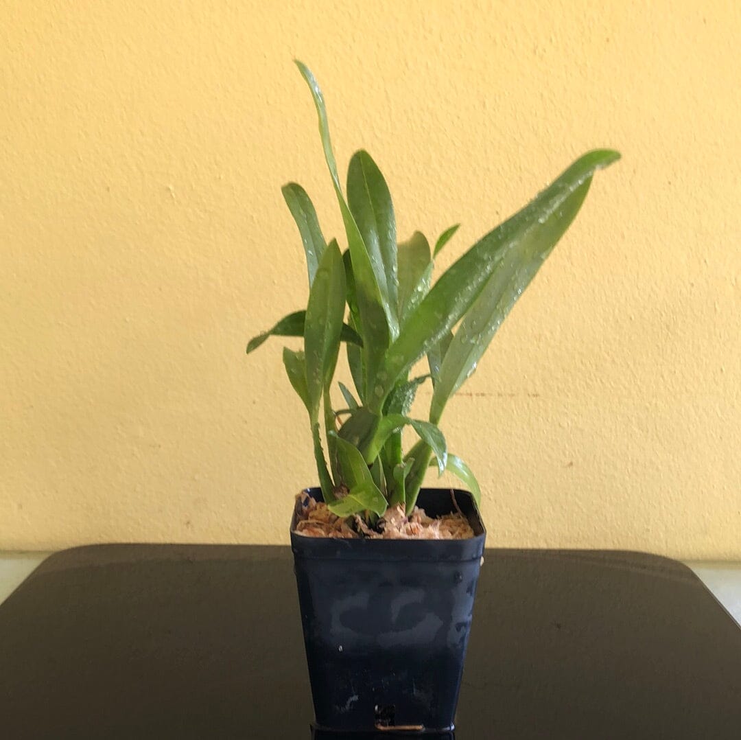Oncidium Alliance - Odontocidium Wildcat 'Bobcat' – La Foresta Orchids