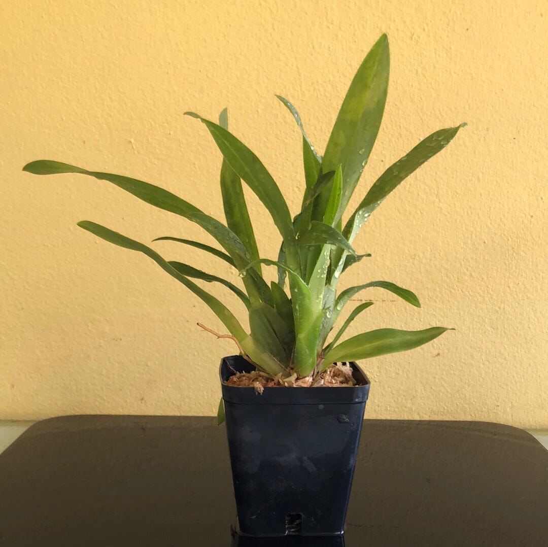 Oncidium Alliance - Odontocidium Wildcat 'Bobcat' – La Foresta Orchids