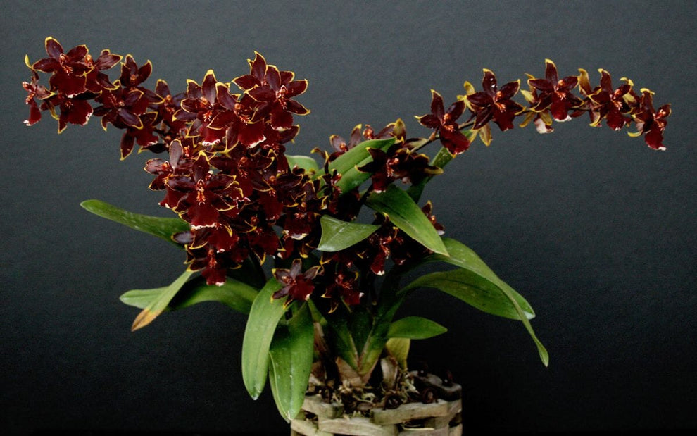 Oncidium Alliance - Odontocidium Wildcat 'Bobcat' – La Foresta Orchids