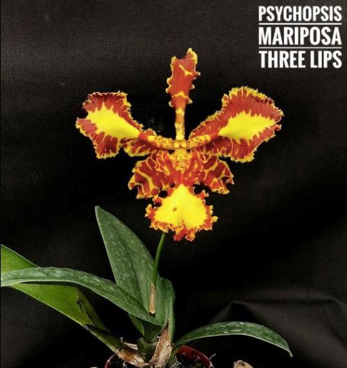 Oncidium Alliance - Psychopsis Mariposa 'Special' Three Lips – La Foresta Orchids