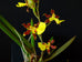 Oncidium Alliance - Trichocentrum cebolleta x splendidum – La Foresta ...