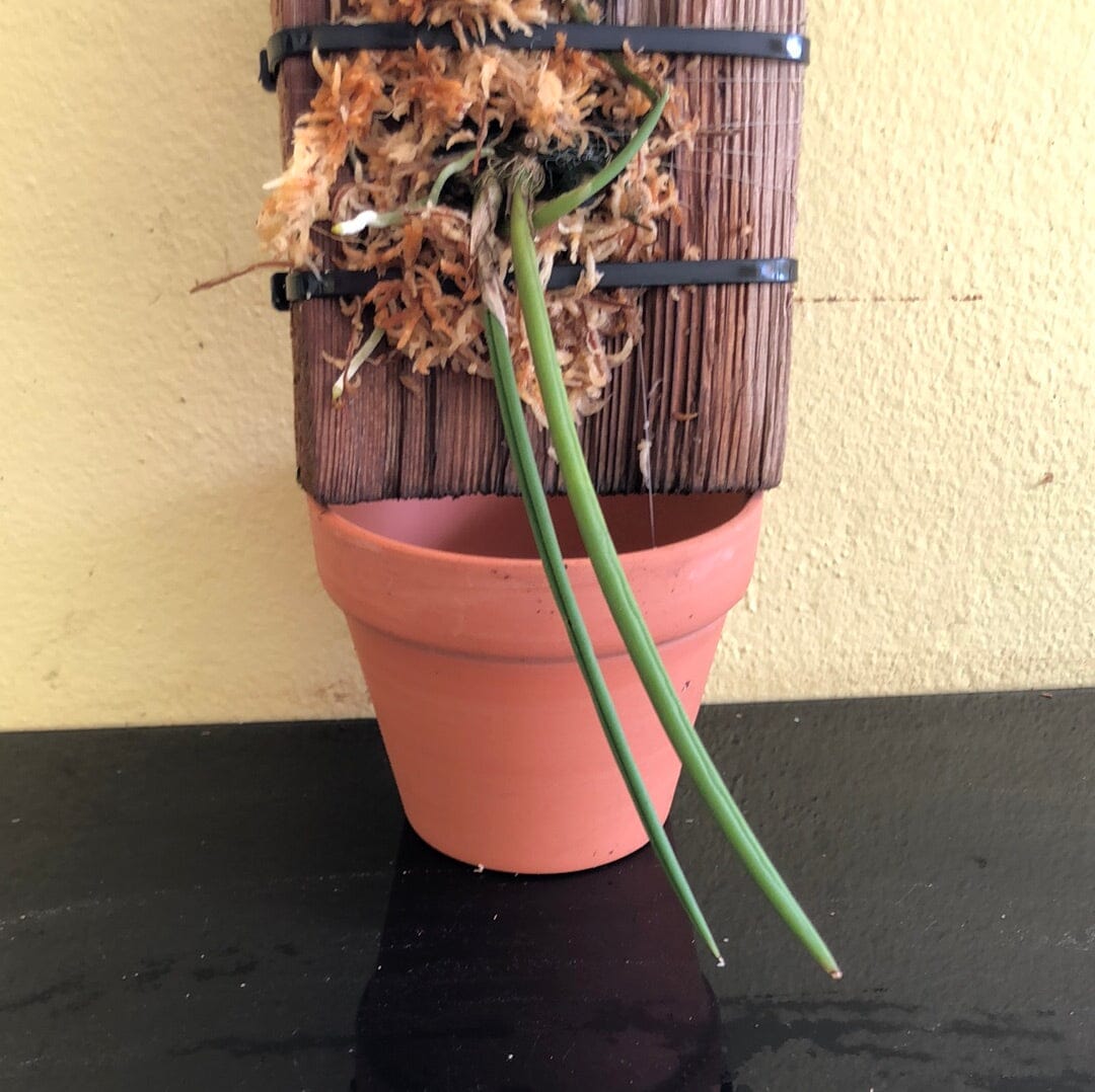 Oncidium Alliance - Trichocentrum cebolleta x Trichocentrum splendidum ...