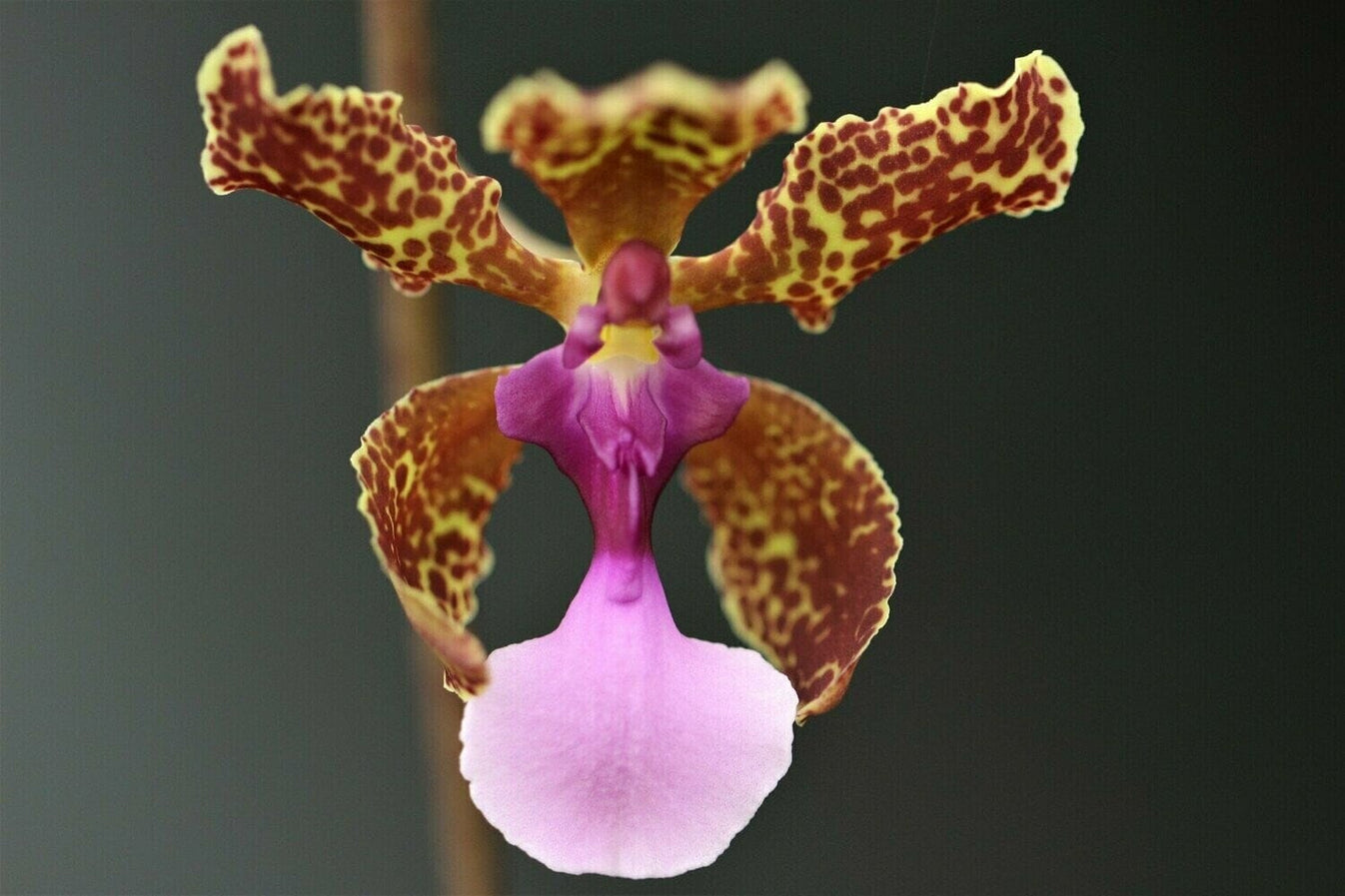 Oncidium Alliance - Trichocentrum lanceanum – La Foresta Orchids