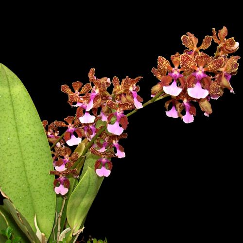 Oncidium Alliance - Trichocentrum lanceanum – La Foresta Orchids