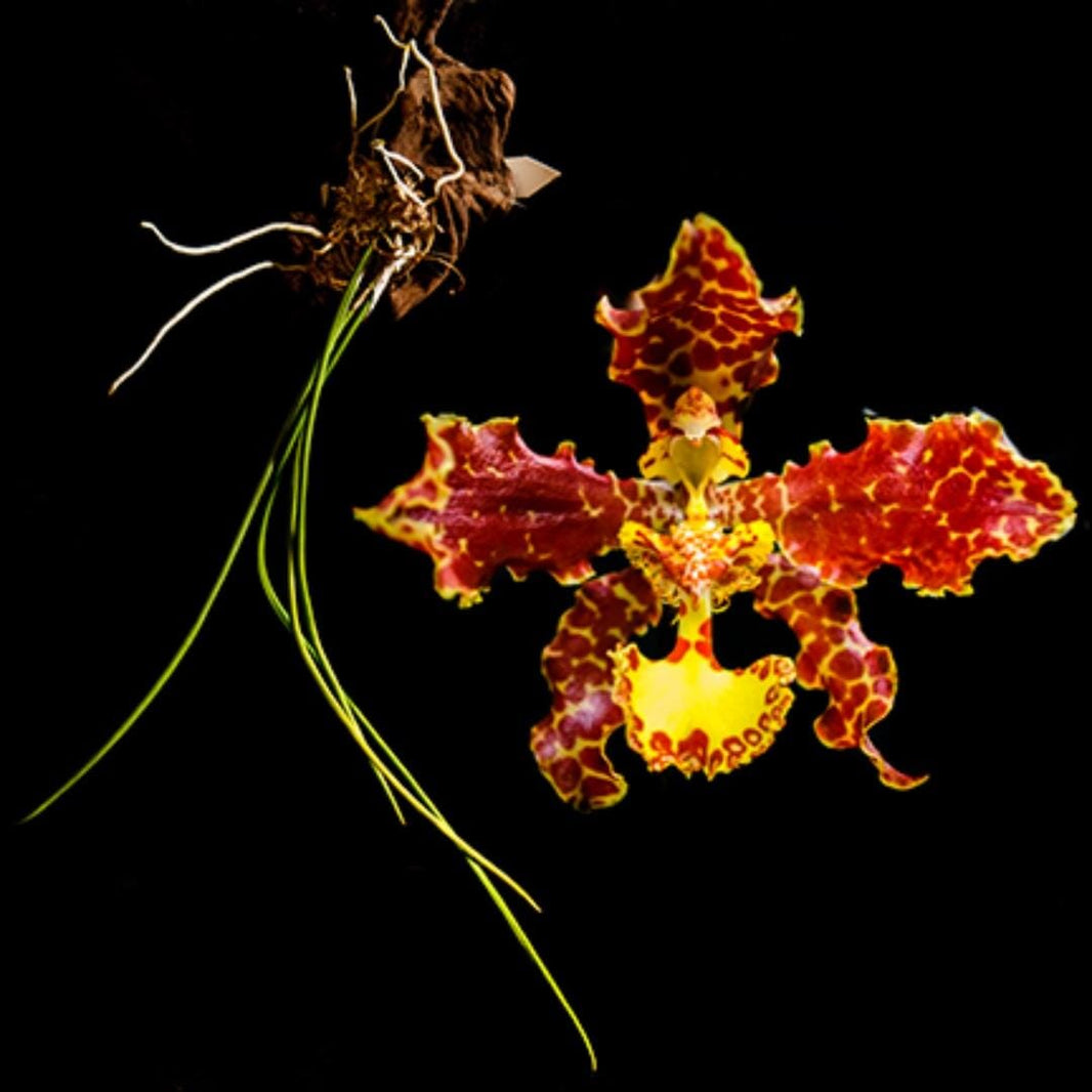 Oncidium Species & Hybrids – La Foresta Orchids