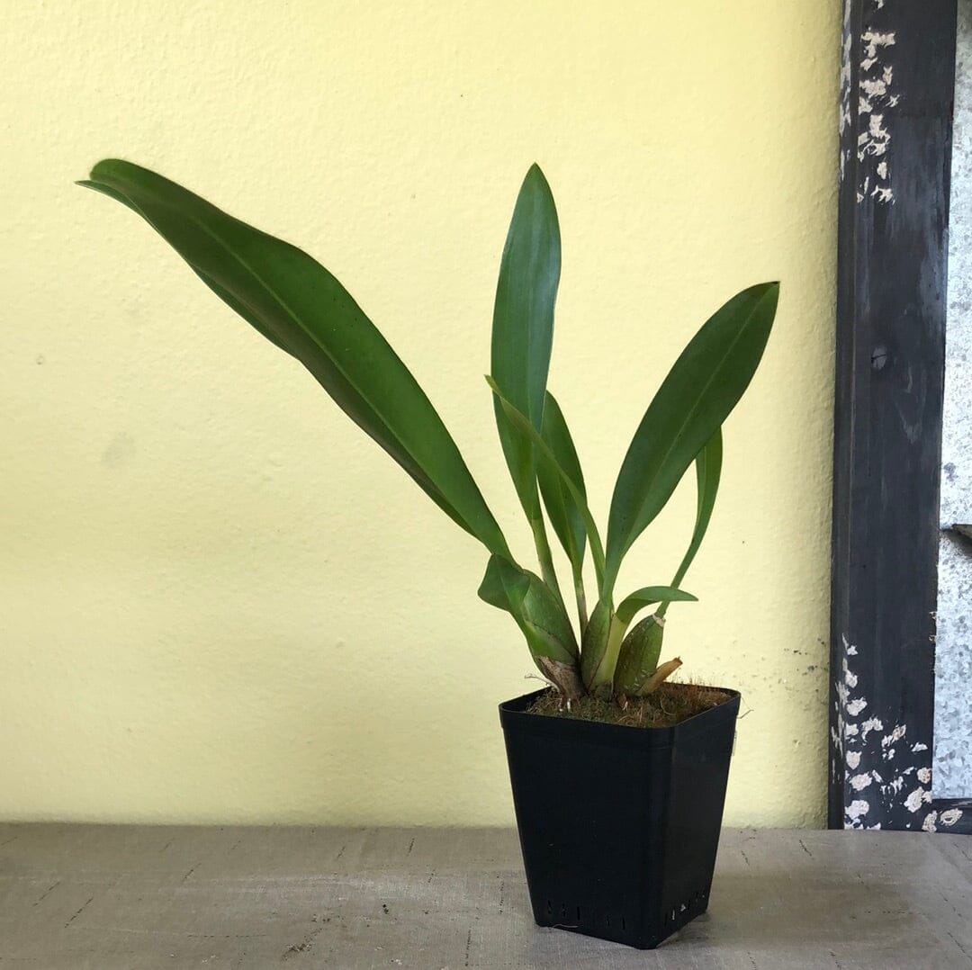 Oncidium Alliance - Wilsonara Brennan Scott Barfield 'HOF' – La Foresta ...