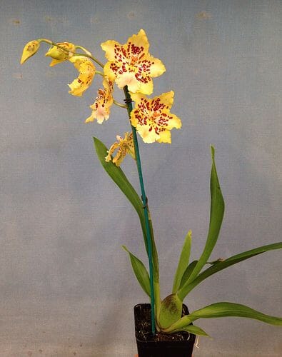 Oncidium Alliance - Wilsonara Brennan Scott Barfield 'HOF' – La Foresta ...