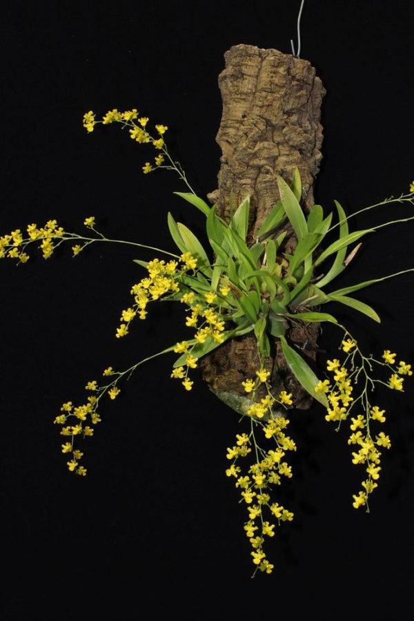 Oncidium cheirophorum – La Foresta Orchids