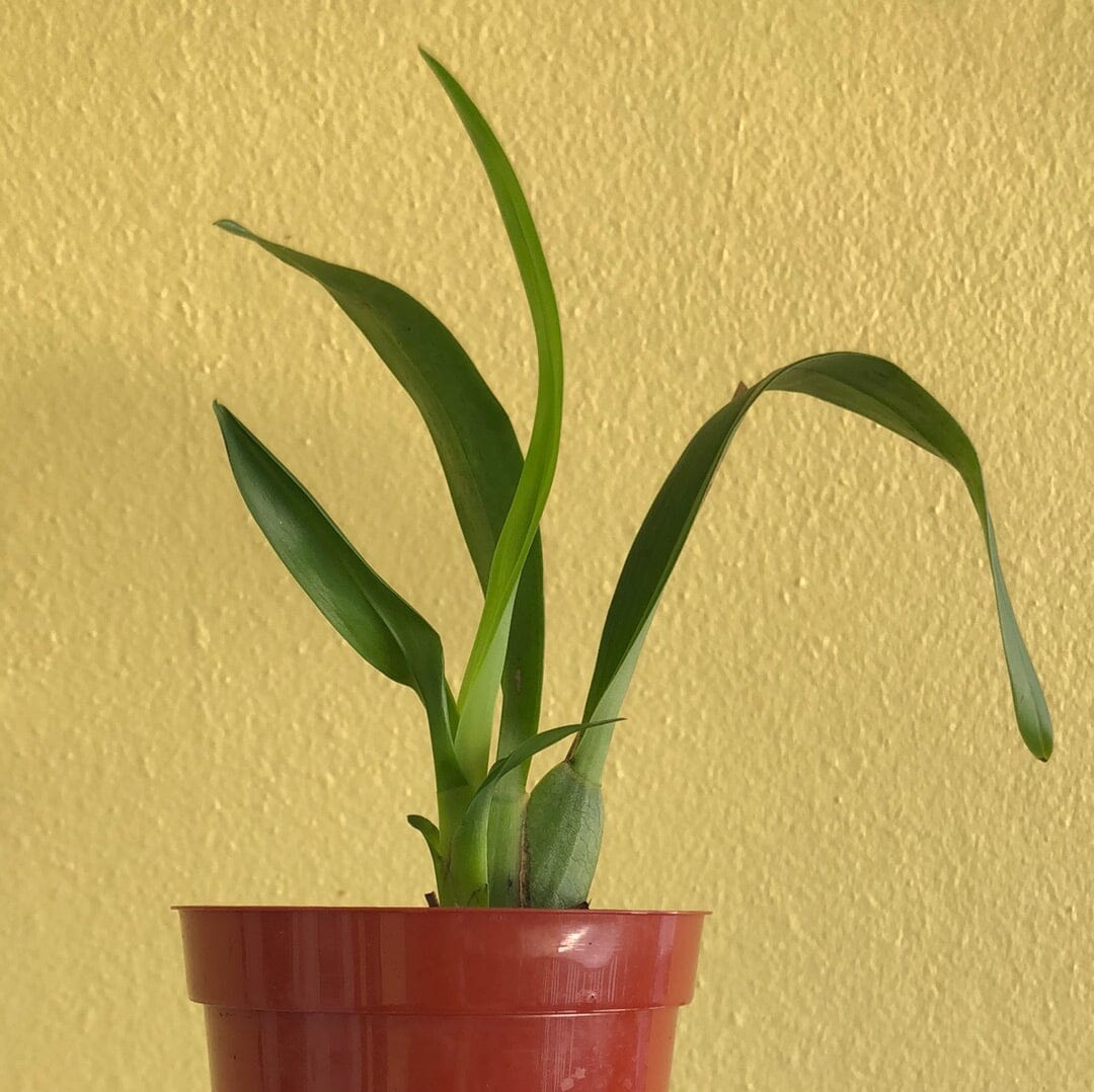 Oncidium Alliance - Oncidium Rex Van Delden x Oncidium Serendipity – La ...