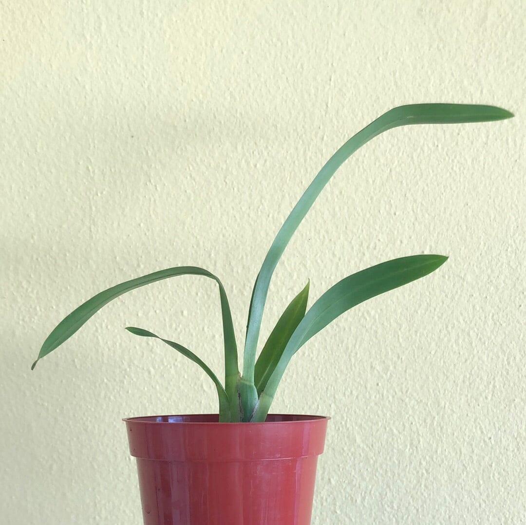 Oncidium Alliance - Oncidium Rex Van Delden x Oncidium Serendipity – La ...