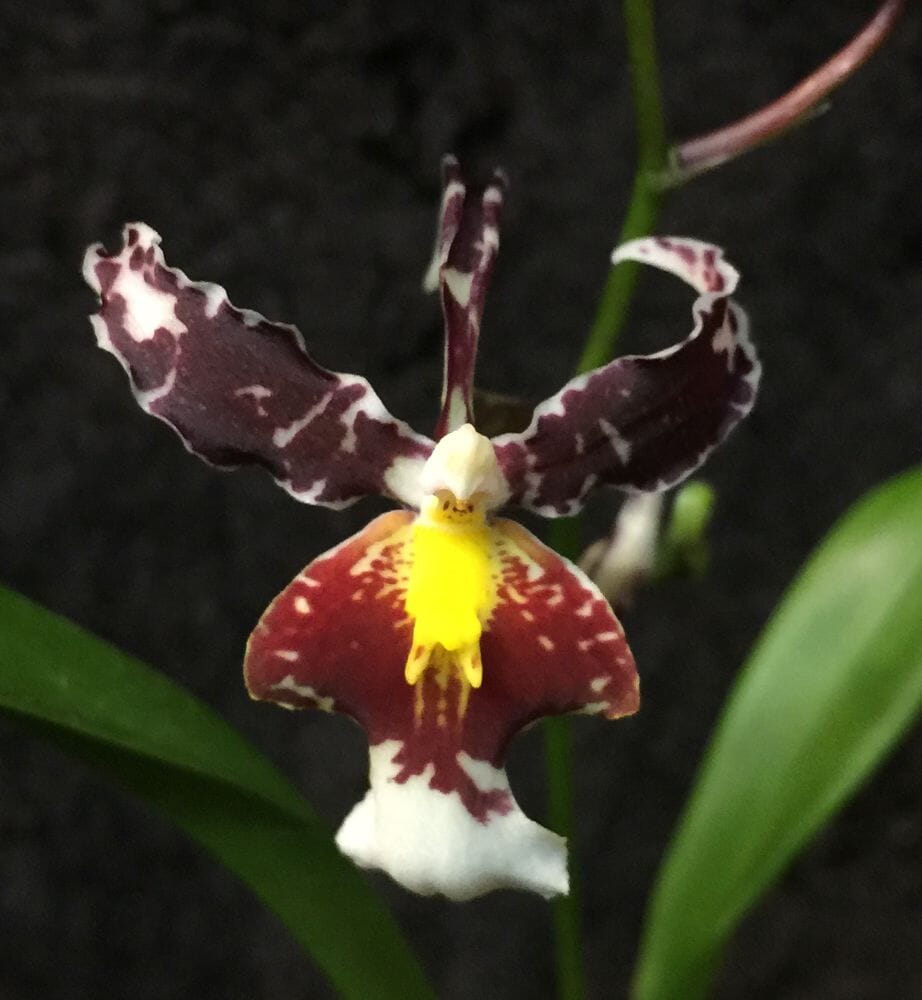 Oncidium Alliance - Oncidium Rex Van Delden x Oncidium Serendipity – La ...