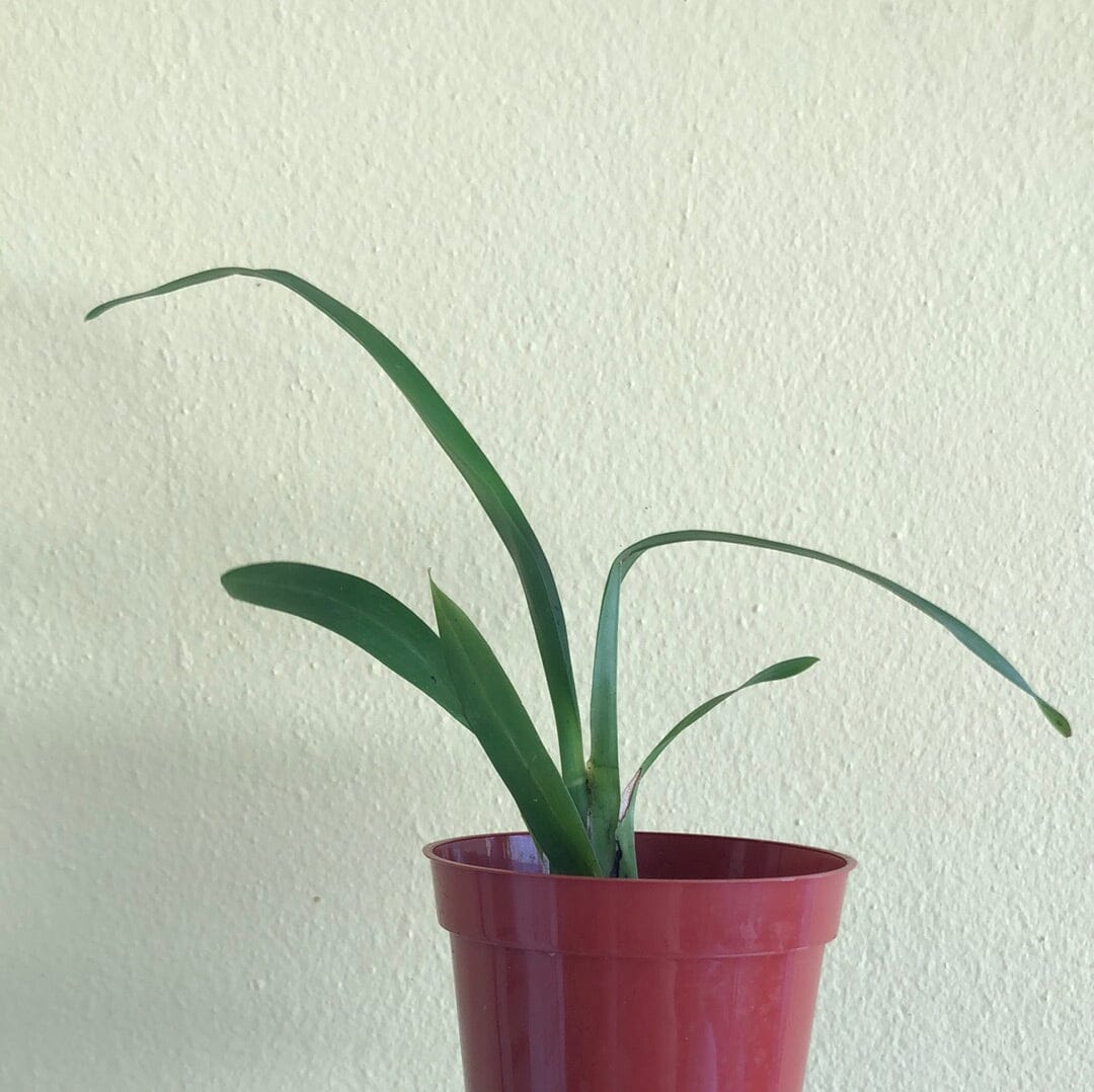 Oncidium Alliance - Oncidium Rex Van Delden x Oncidium Serendipity – La ...