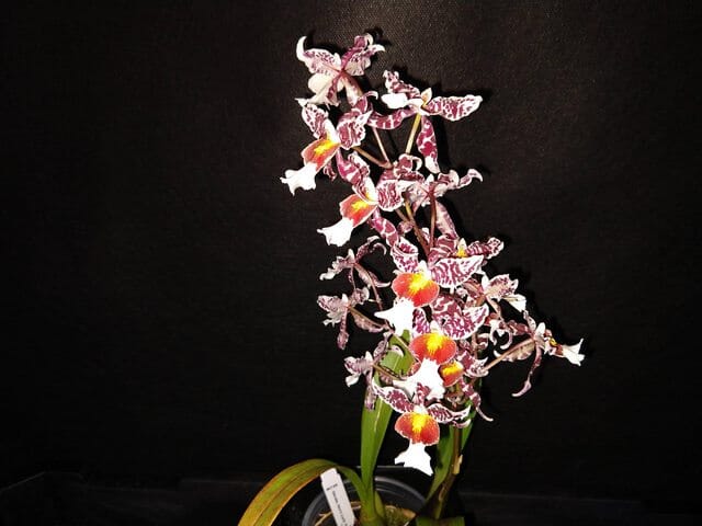 Oncidium Alliance - Oncidium Rex Van Delden x Oncidium Serendipity – La ...