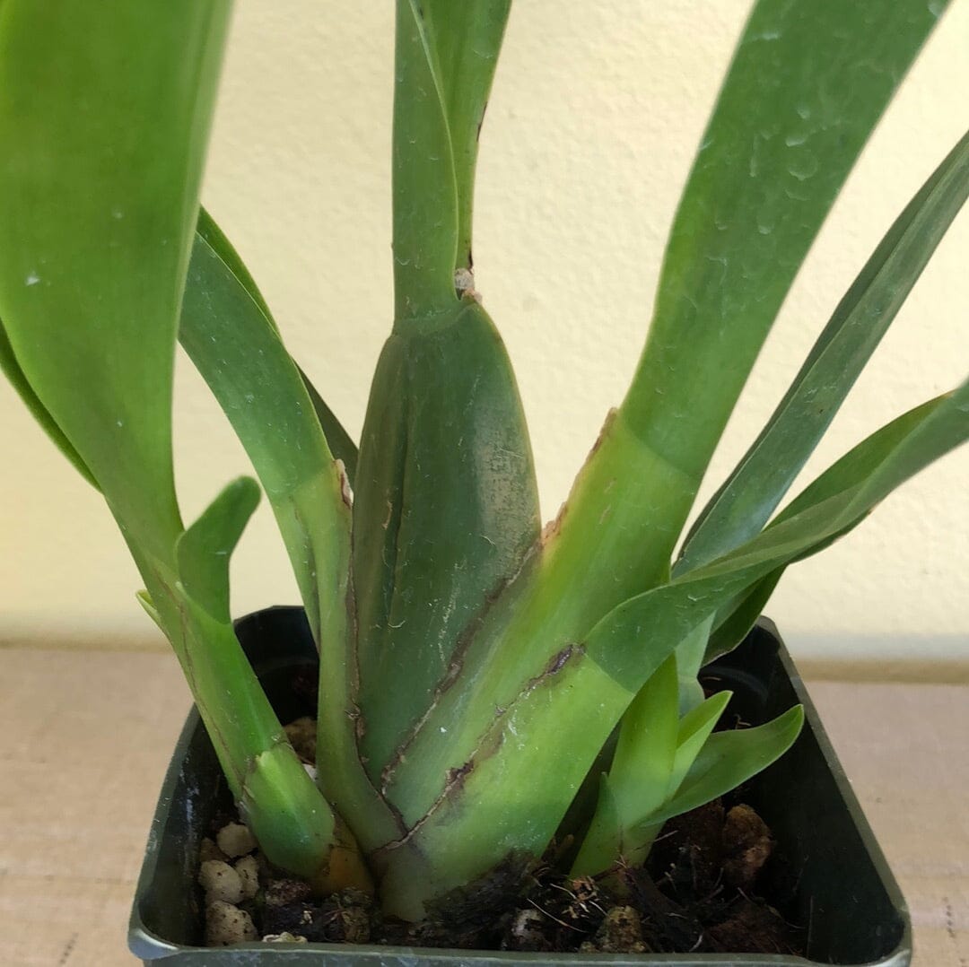 Oncidium Sharry Baby 'Raspberry Chocolate' HCC/AOS – La Foresta Orchids