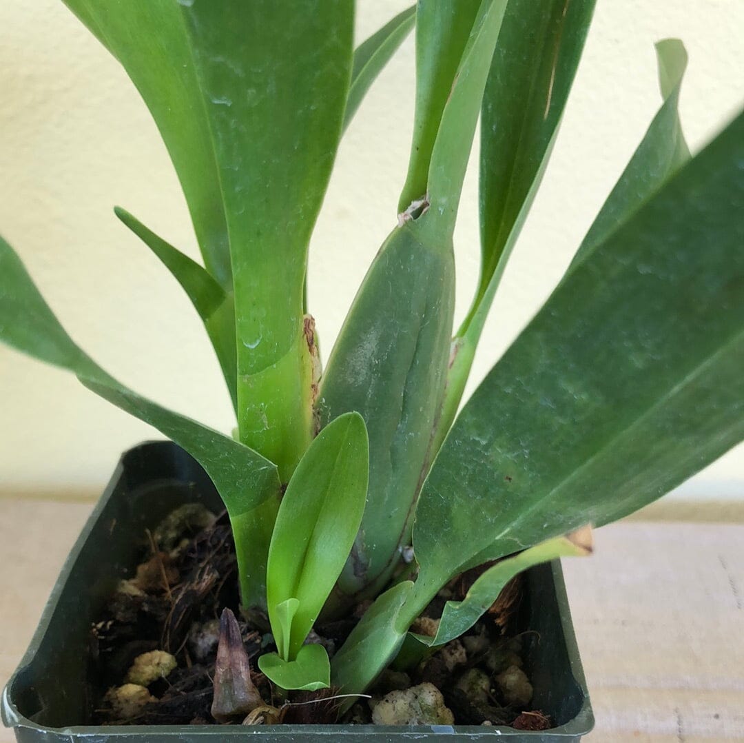 Oncidium Sharry Baby 'Raspberry Chocolate' HCC/AOS – La Foresta Orchids