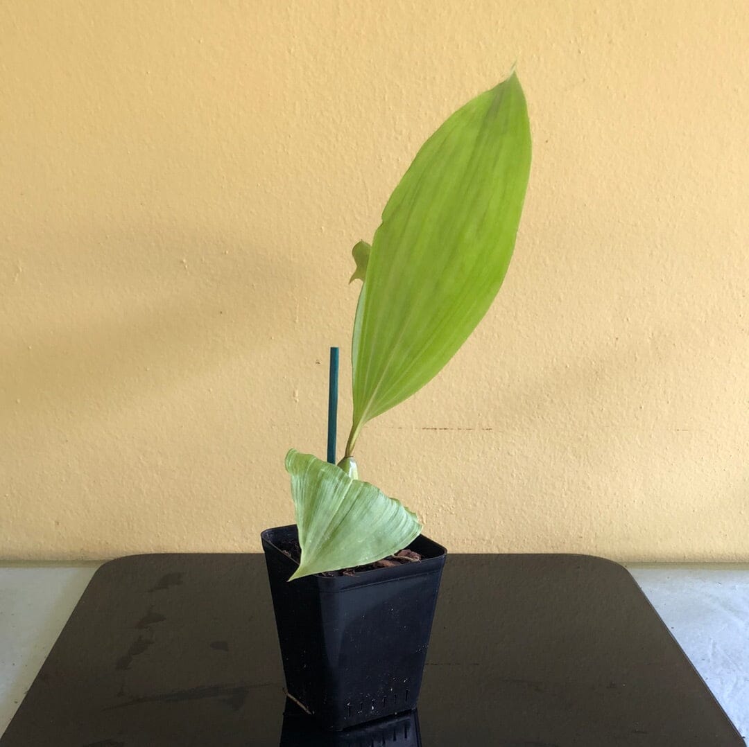 Paphinia neudeckeri ‘Extra Nice’ – La Foresta Orchids