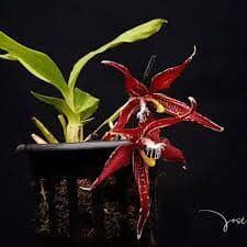 Paphinia neudeckeri ‘Extra Nice’ – La Foresta Orchids