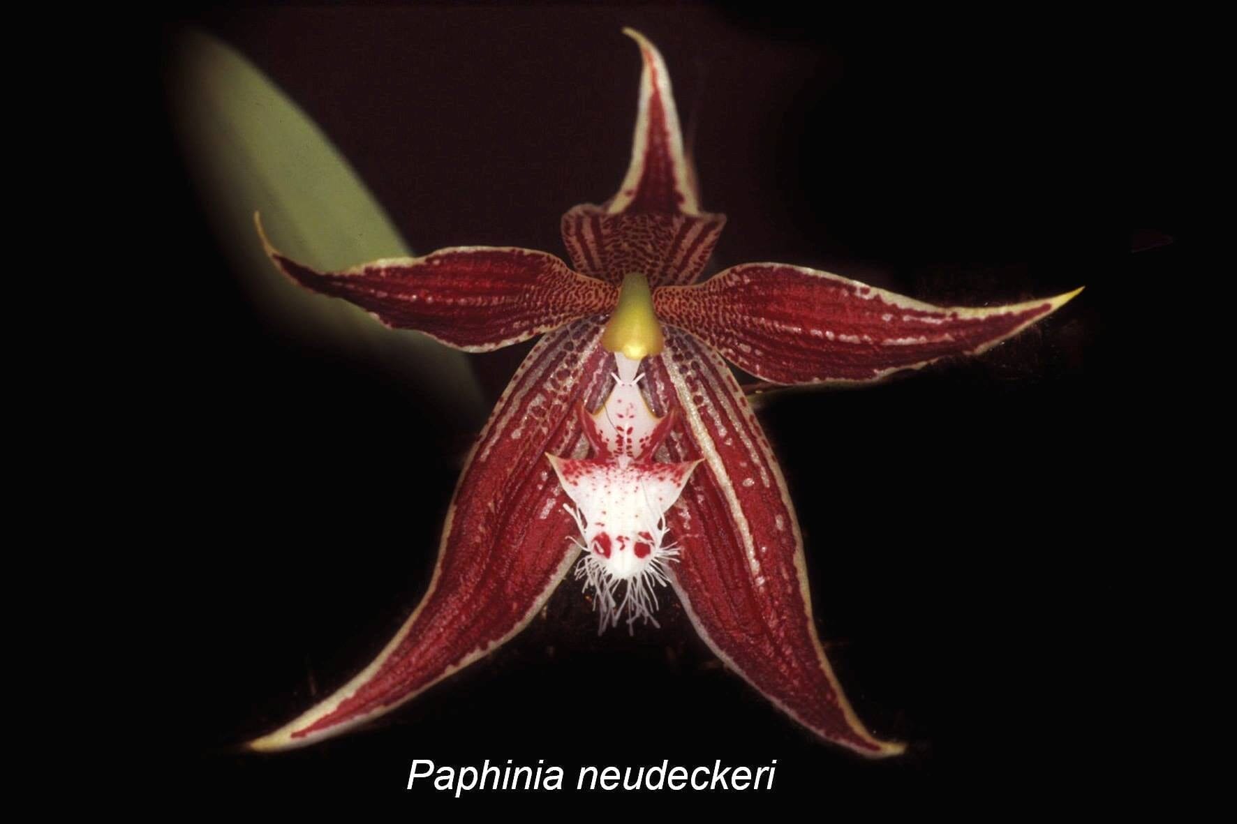 Paphinia neudeckeri ‘Extra Nice’ – La Foresta Orchids