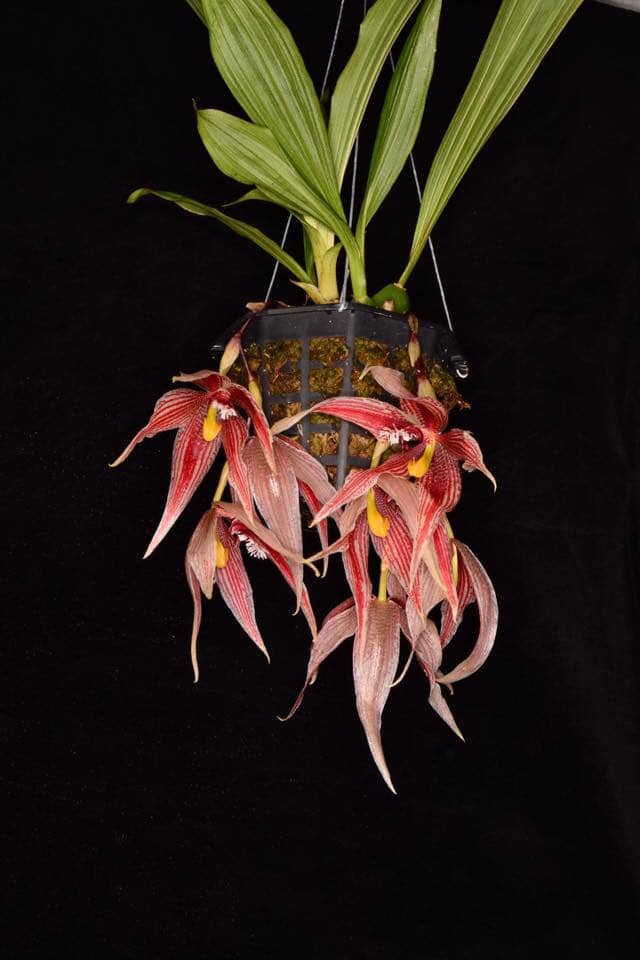 Paphinia neudeckeri ‘Extra Nice’ – La Foresta Orchids