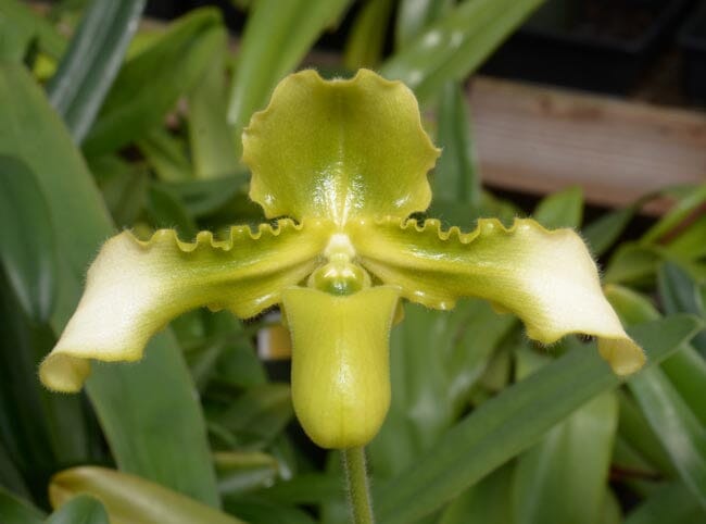 Paphiopedilum hirsutissimum var. esquirolei frm. album – La Foresta Orchids