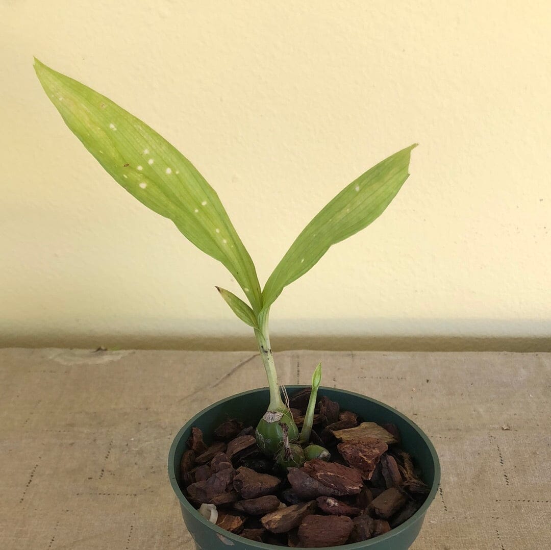 Phaius flavus 'Golden Charm' x self - Variegated Orchid – La Foresta ...