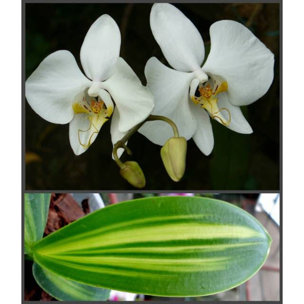 Phalaenopsis amabilis - ‘Variegata’ – La Foresta Orchids