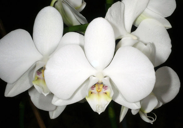 Phalaenopsis amabilis - ‘Variegata’ – La Foresta Orchids