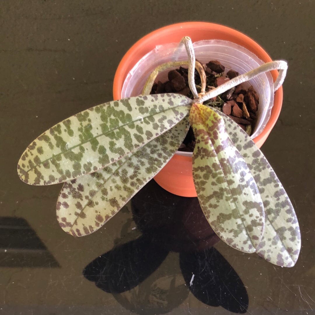 Phalaenopsis celebensis – La Foresta Orchids