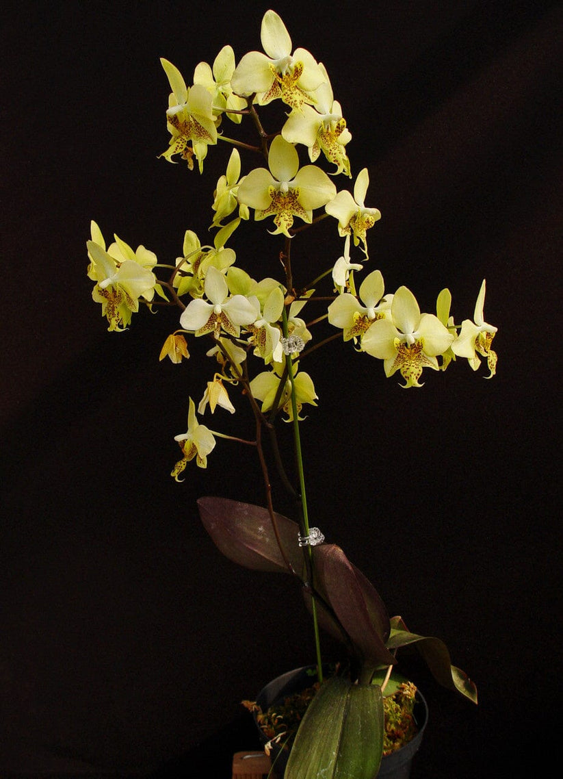Phalaenopsis stuartiana var. nobilis 'Yellow' – La Foresta Orchids