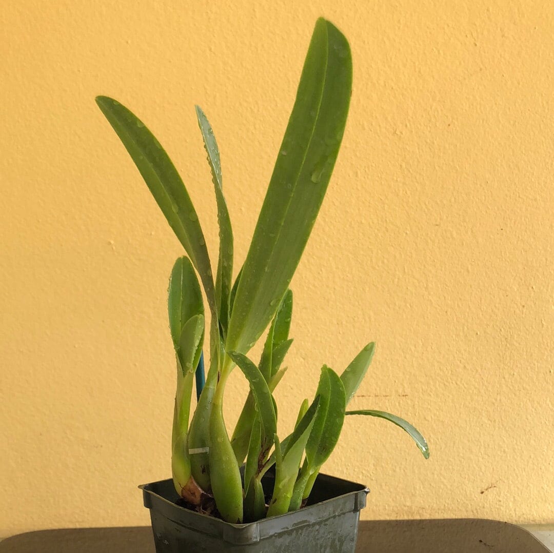 Prosthechea prismatocarpa – La Foresta Orchids