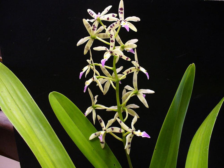 Encyclia Prosthechea prismatocarpa – La Foresta Orchids
