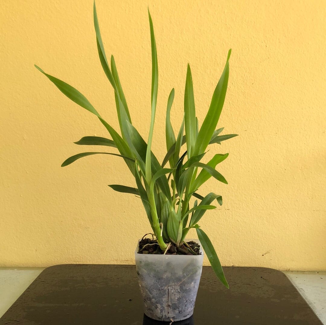 Encyclia Prosthechea radiata – La Foresta Orchids