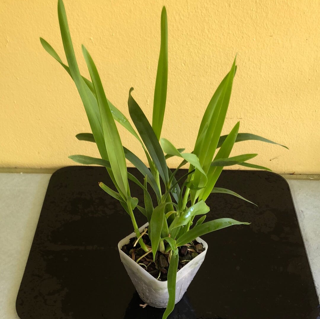 Encyclia Prosthechea radiata – La Foresta Orchids