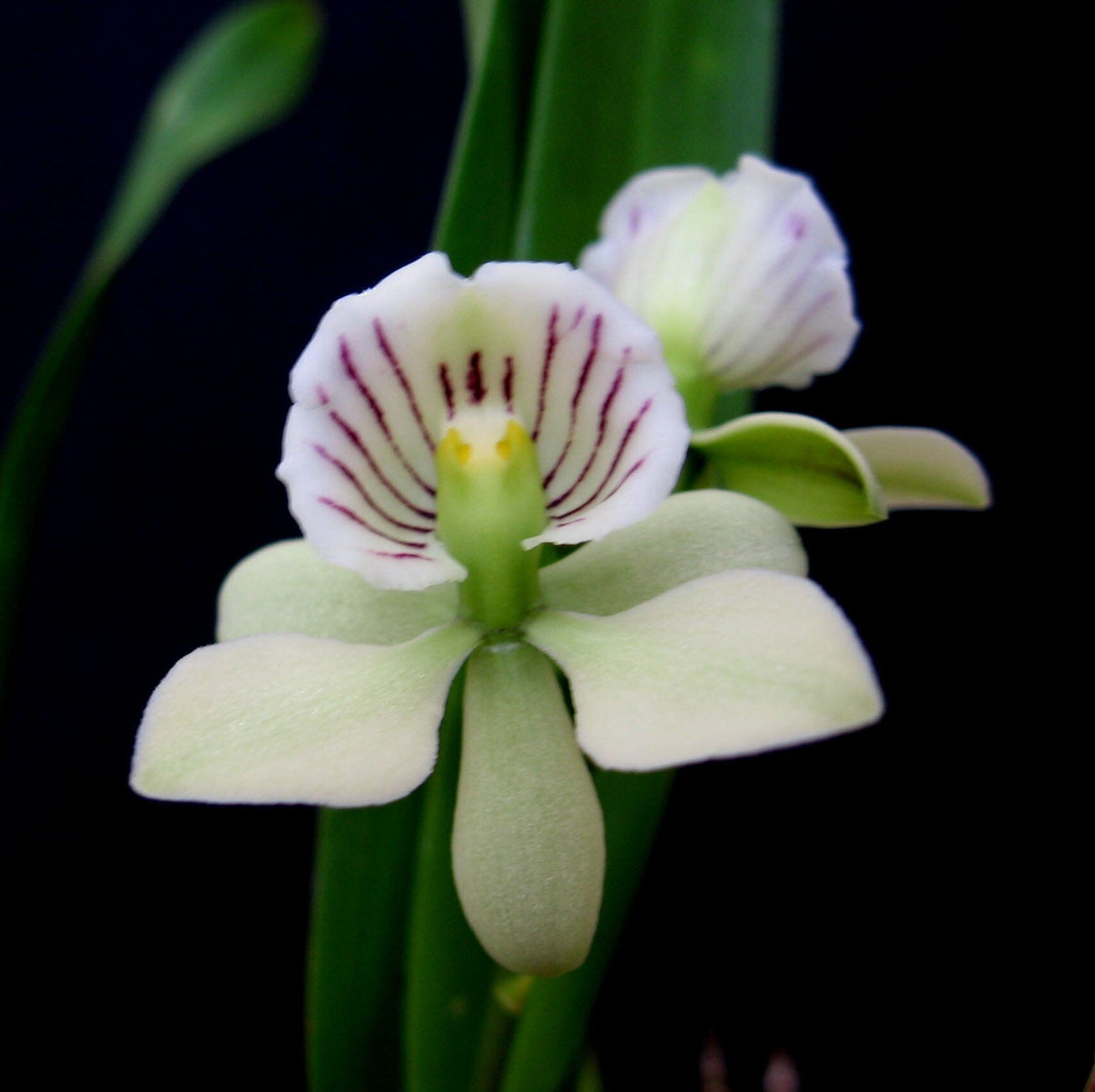 Encyclia radiata – La Foresta Orchids