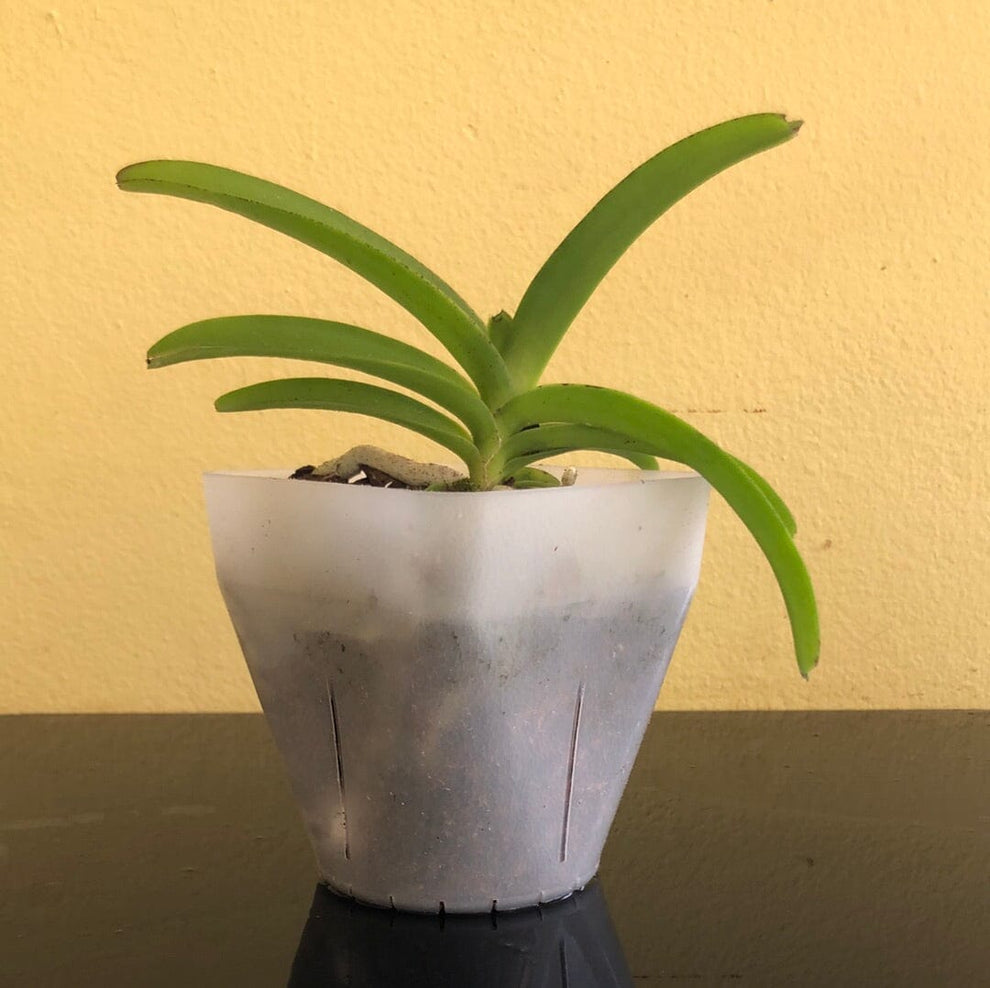 Rhynchostylis coelestis 'Blue' – La Foresta Orchids