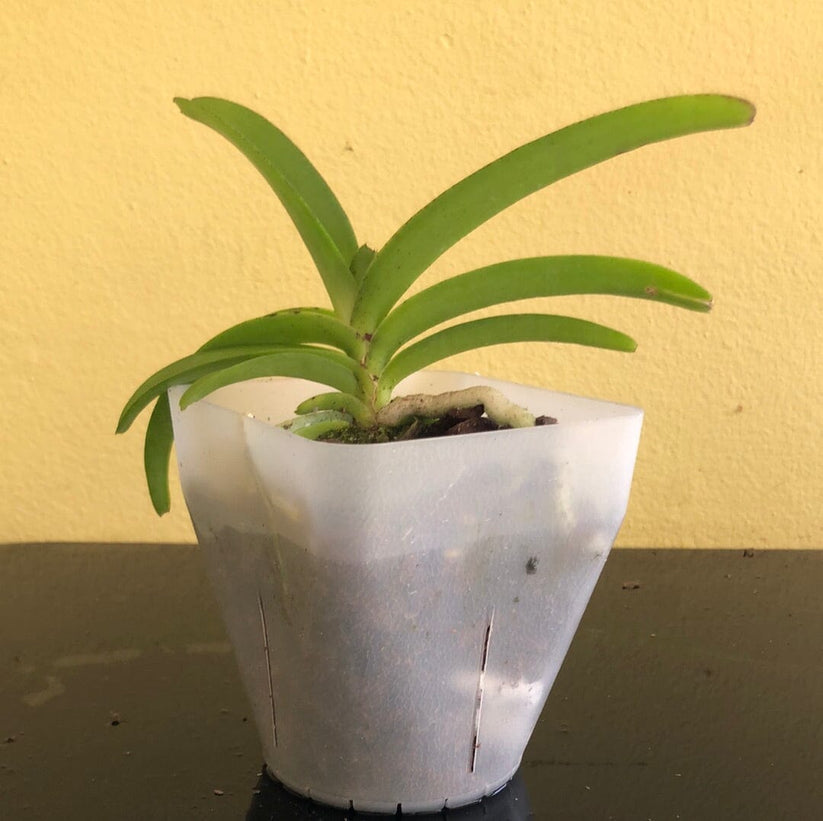 Rhynchostylis coelestis 'Blue' – La Foresta Orchids