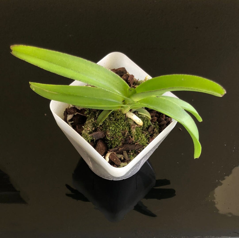 Rhynchostylis coelestis 'Blue' – La Foresta Orchids