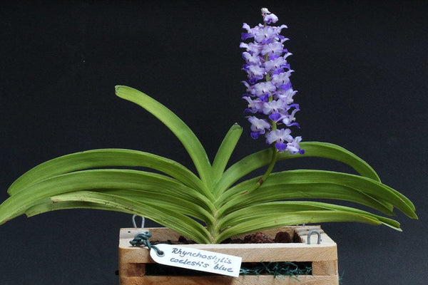Rhynchostylis coelestis 'Blue' – La Foresta Orchids