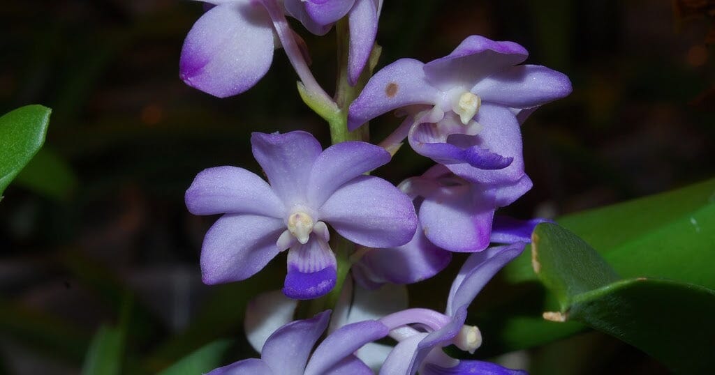 Rhynchostylis coelestis 'Blue' – La Foresta Orchids