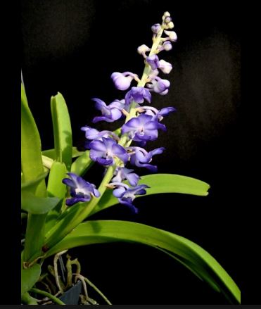 Rhynchostylis coelestis 'Blue' – La Foresta Orchids