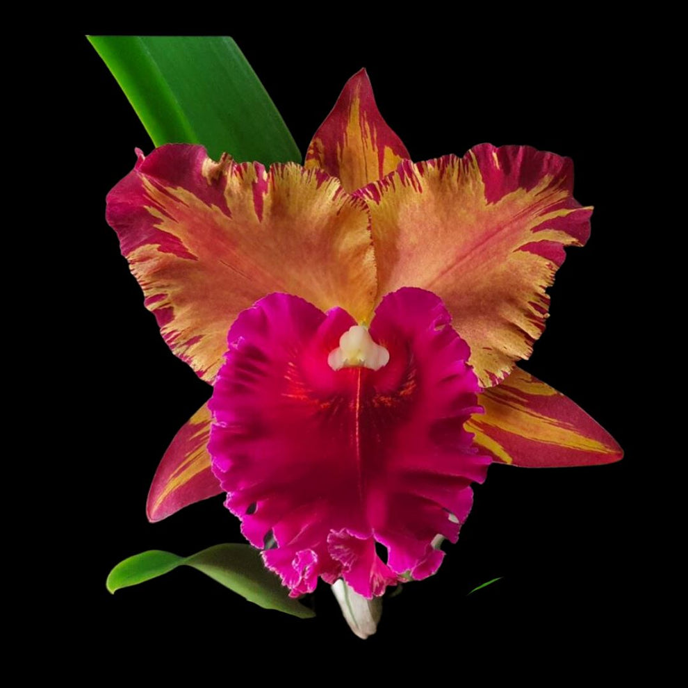 Cattleya Alliance: Rlc. Hey Song 'Amazing Thailand' – La Foresta Orchids