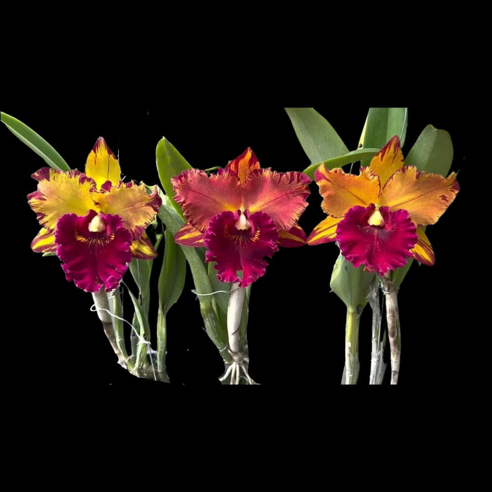 Cattleya Alliance: Rlc. Hey Song 'Amazing Thailand' – La Foresta Orchids