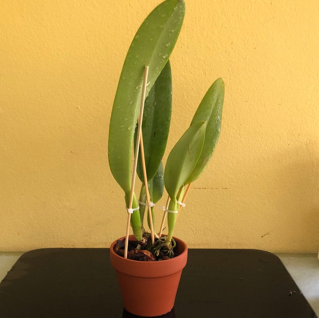 Cattleya Alliance - Rlc. Irene Creeden 'Volcano Queen' – La Foresta Orchids