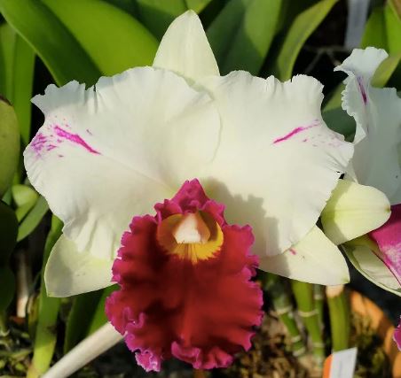 Cattleya Alliance - Rlc. Irene Creeden 'Volcano Queen' – La Foresta Orchids