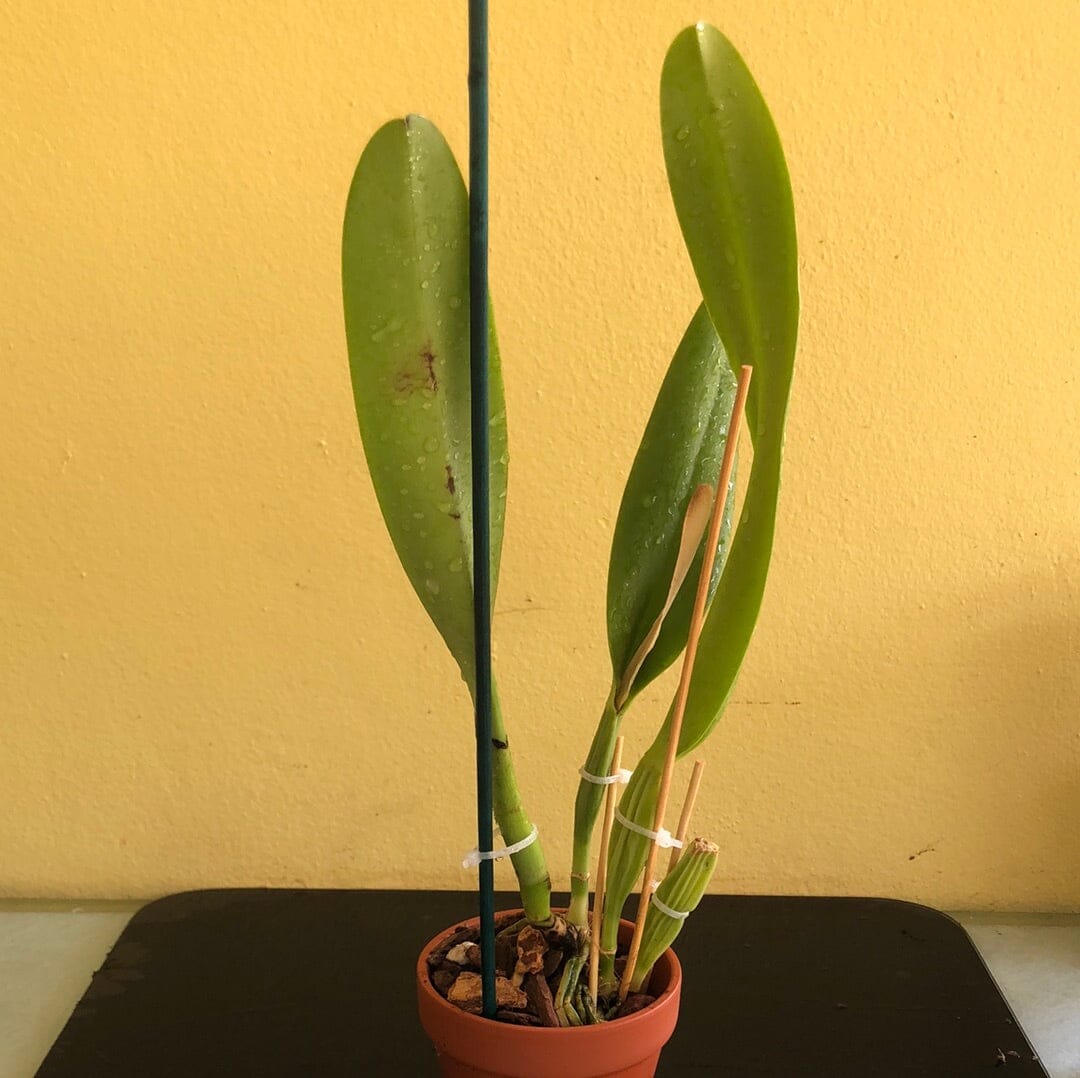 Cattleya Alliance - Rlc. Irene Creeden 'Volcano Queen' – La Foresta Orchids